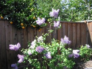 Puttering In The Garden » Lilacs