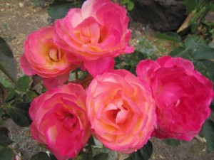 Puttering In The Garden » Roses